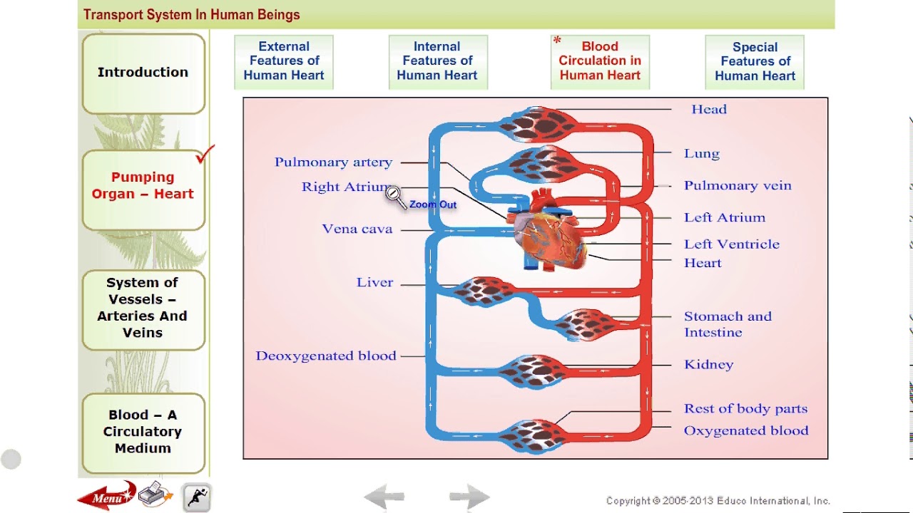 CLASS-10 SCIENCE ( CIRCULATION/TRANSPORTATION: HEART-3) - YouTube