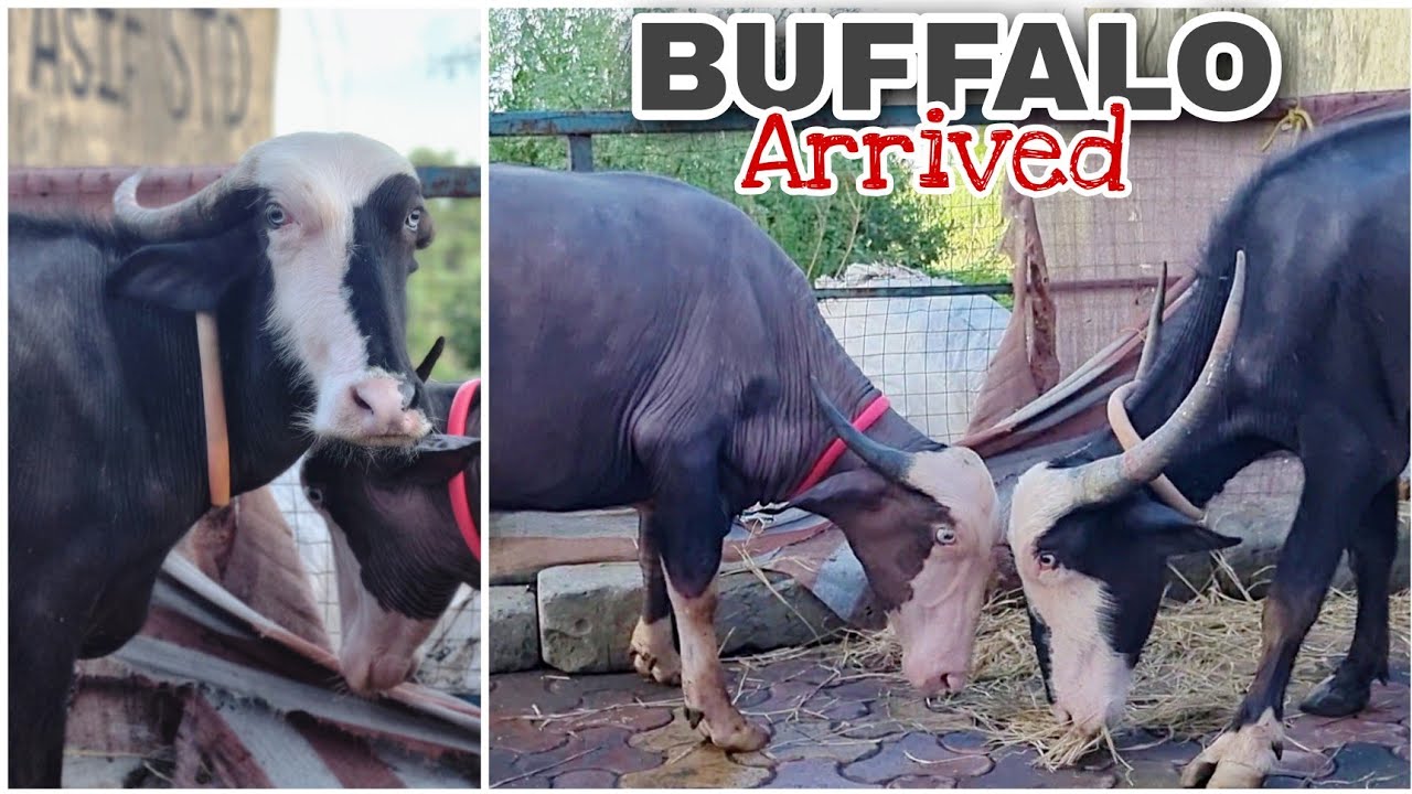 New Buffalo Arrived at STAR GOATS FARM Asif STD - YouTube