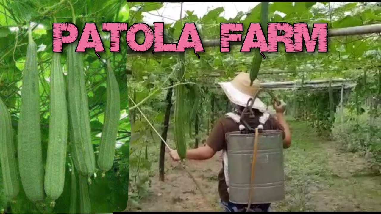 GROWING PATOLA Or LOOFAH IN THE FARM|BUHAY PROBINSIYA|OCCIDENTAL ...