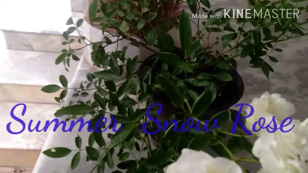 Summer snow rose plant // HG CHANNEL - YouTube