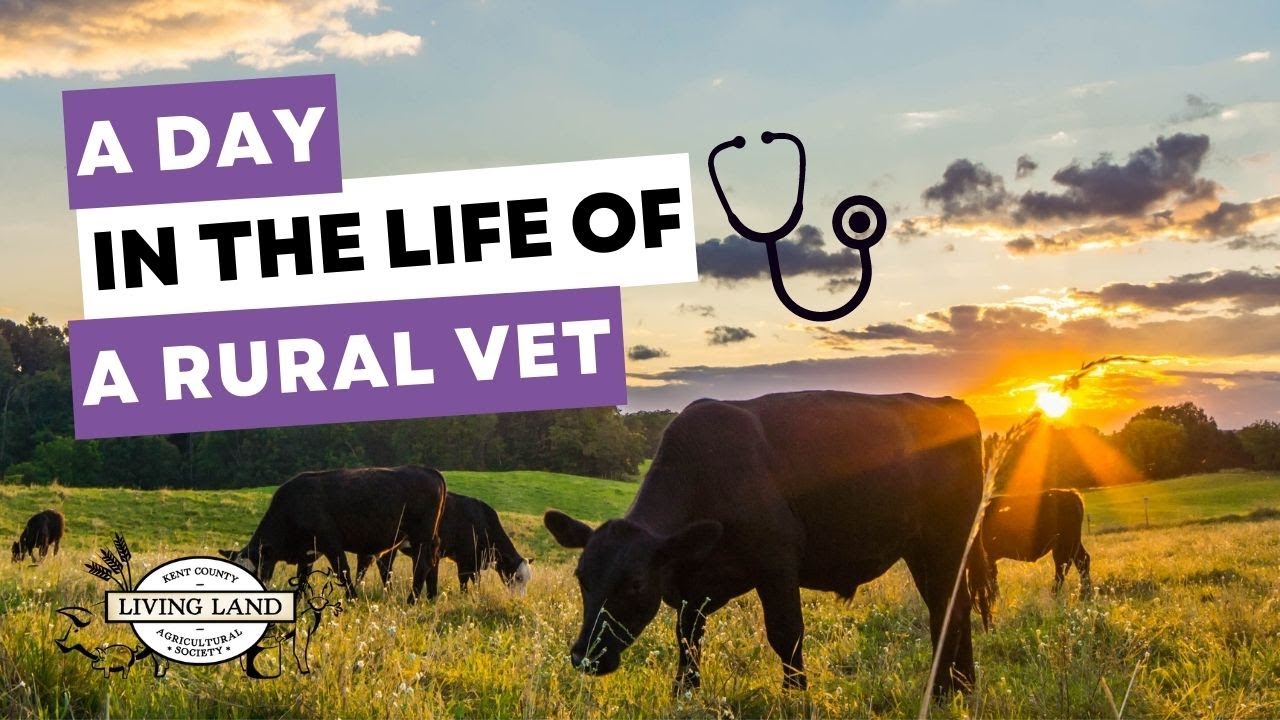 A day in the life of a rural vet - YouTube