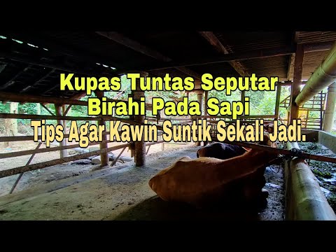 Kupas Tuntas Seputar Sapi Birahi.