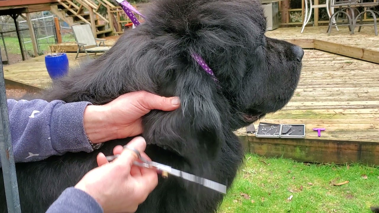 Trimming Newfoundland head and ears - YouTube