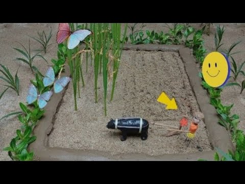 Mini rice farming|| using traditional method - YouTube