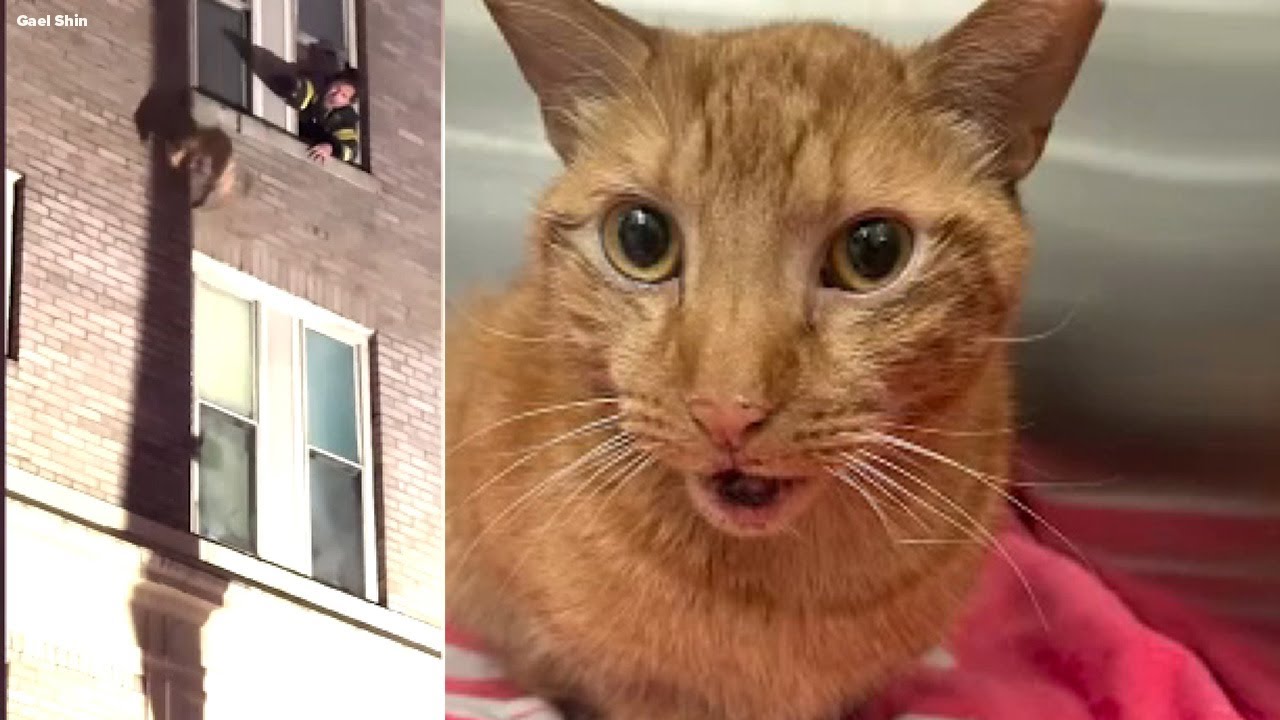 Cat recovering after fall from Manhattan high-rise - YouTube