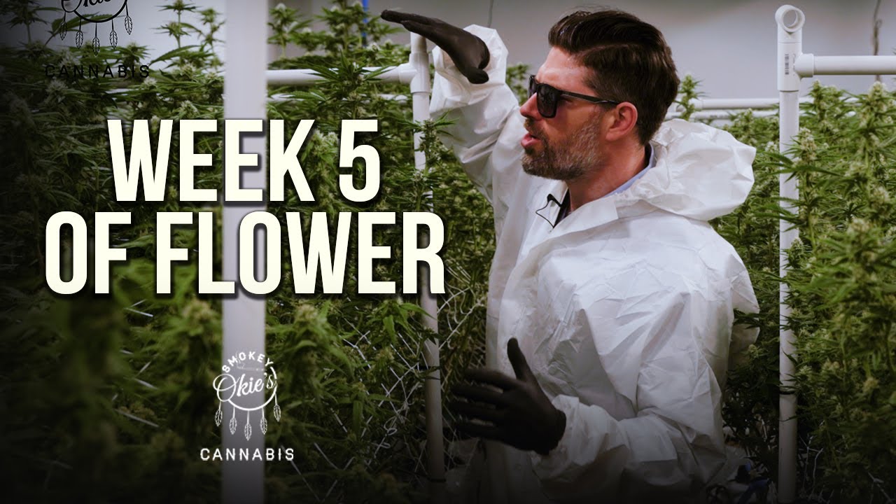 Week 5 of the Cannabis Flowering Period | Week-by-Week Guide with ...
