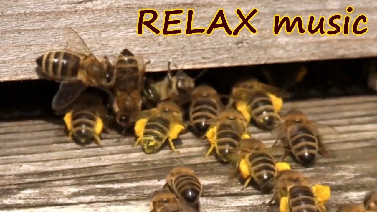 Bees & RELAX music - well-being therapy, for relaxation, meditation ...
