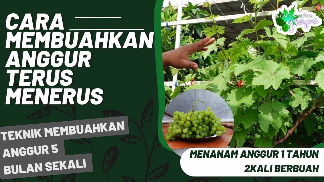 Teknik Pembuahan Anggur Terus Menerus Youtube