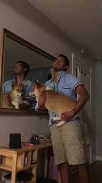 Corgi growling at his own reflection in the mirror - YouTube