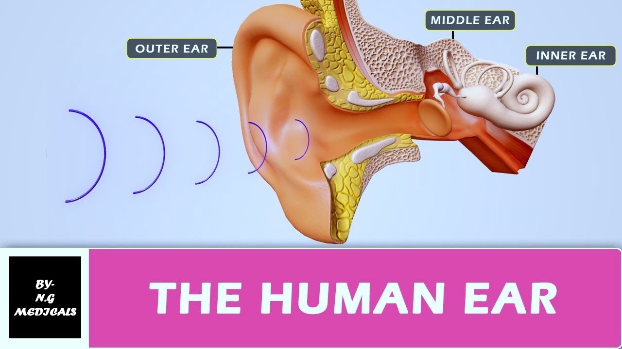 EXTERNAL EAR part 1 | -WITH EASY NOTES- FULL EXPLANATION IN HINDI BY N ...
