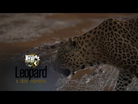 Indian Leopard | The new King of the Forest