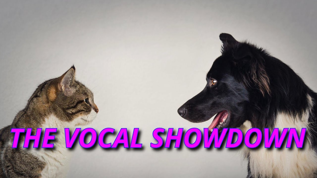 Cats vs Dogs: The Vocal Showdown | Animal Facts | - YouTube