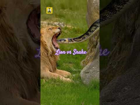 Lion vs Snake #animals #top - YouTube