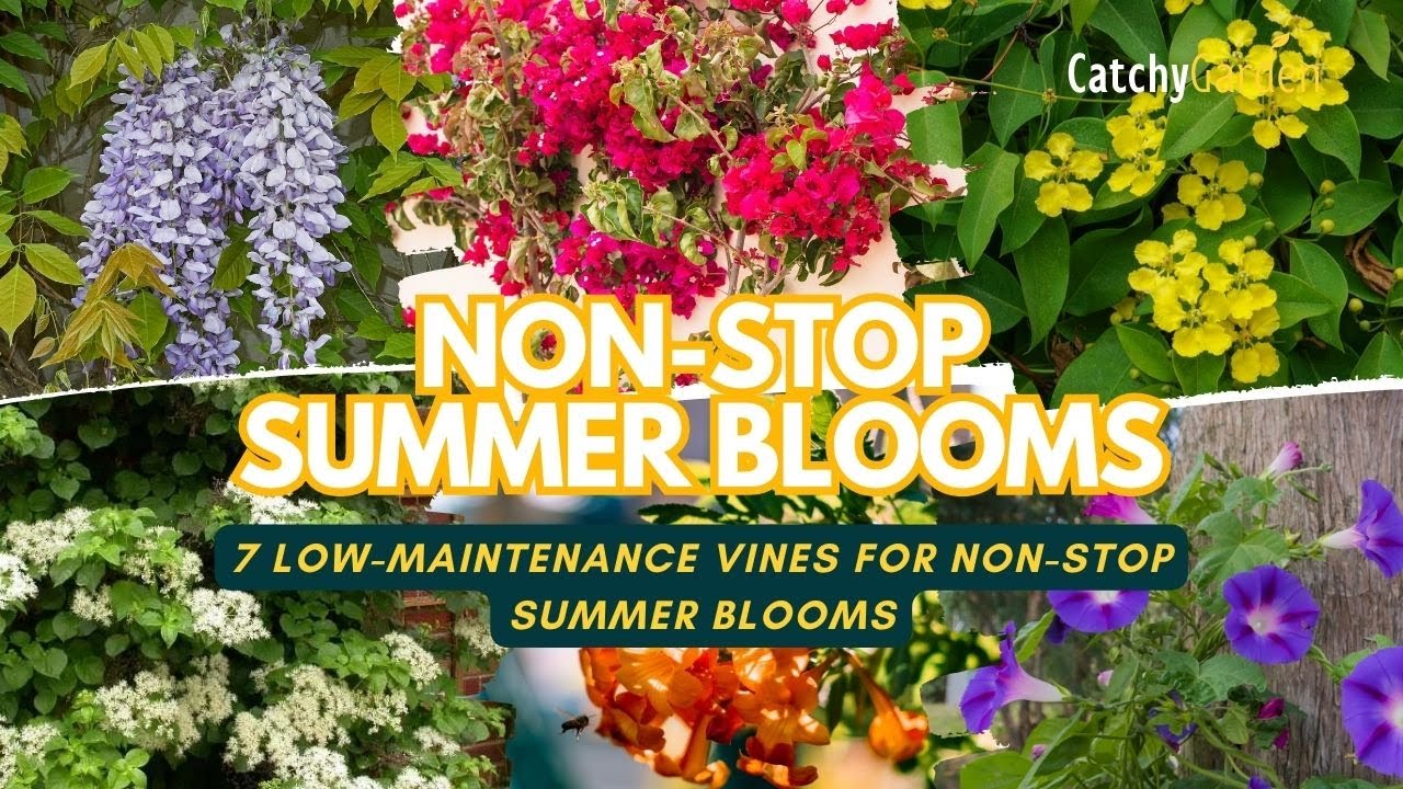 Lazy Gardener's Dream: 7 Low-Maintenance Vines for Non-Stop Summer ...