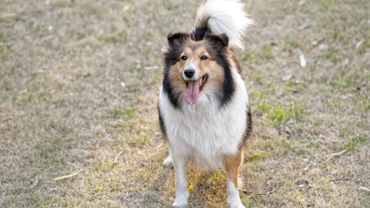 Delicious DIY Treats for Your Shetland Sheepdog - YouTube