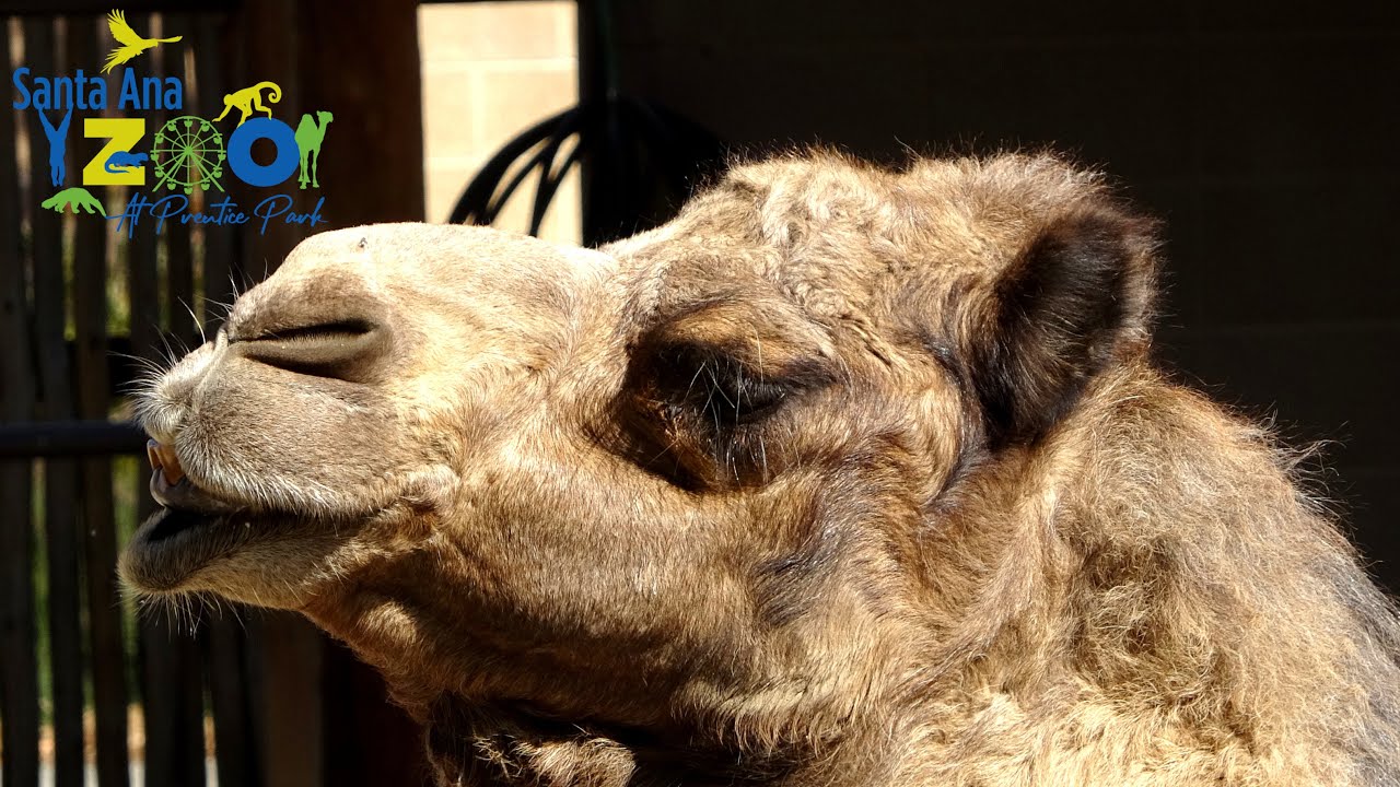 Santa Ana Zoo Tour & Review with The Legend - YouTube