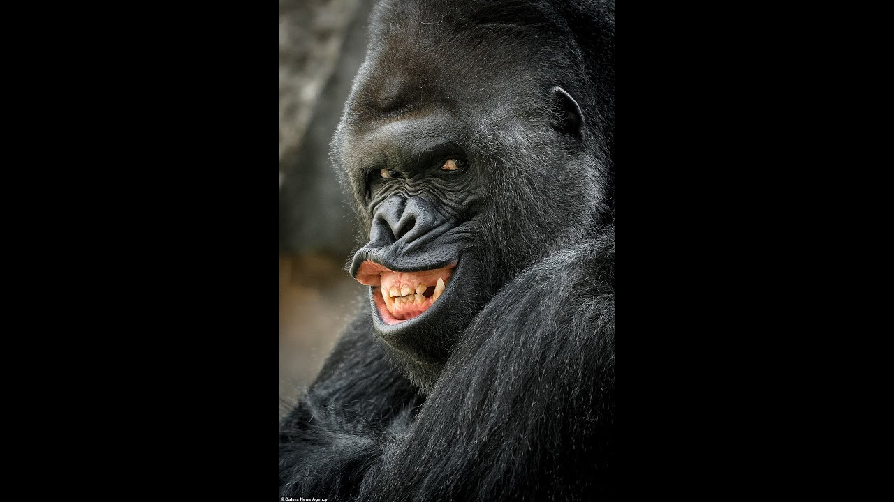 The Harambe Anniversary podcast presents Episode 3, Revenge of the ...