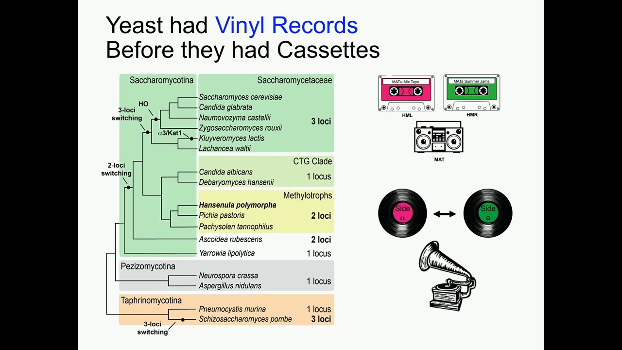 S Hanson: Mating-type switching in Hansenula polymorphais regulated by ...