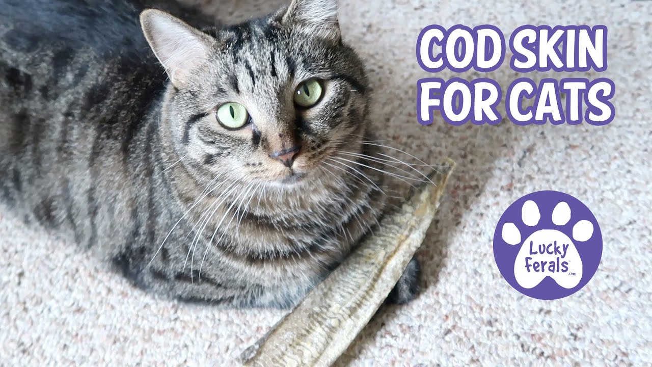 Cod Skin For Cats * S4 E 14 * Cats React - YouTube