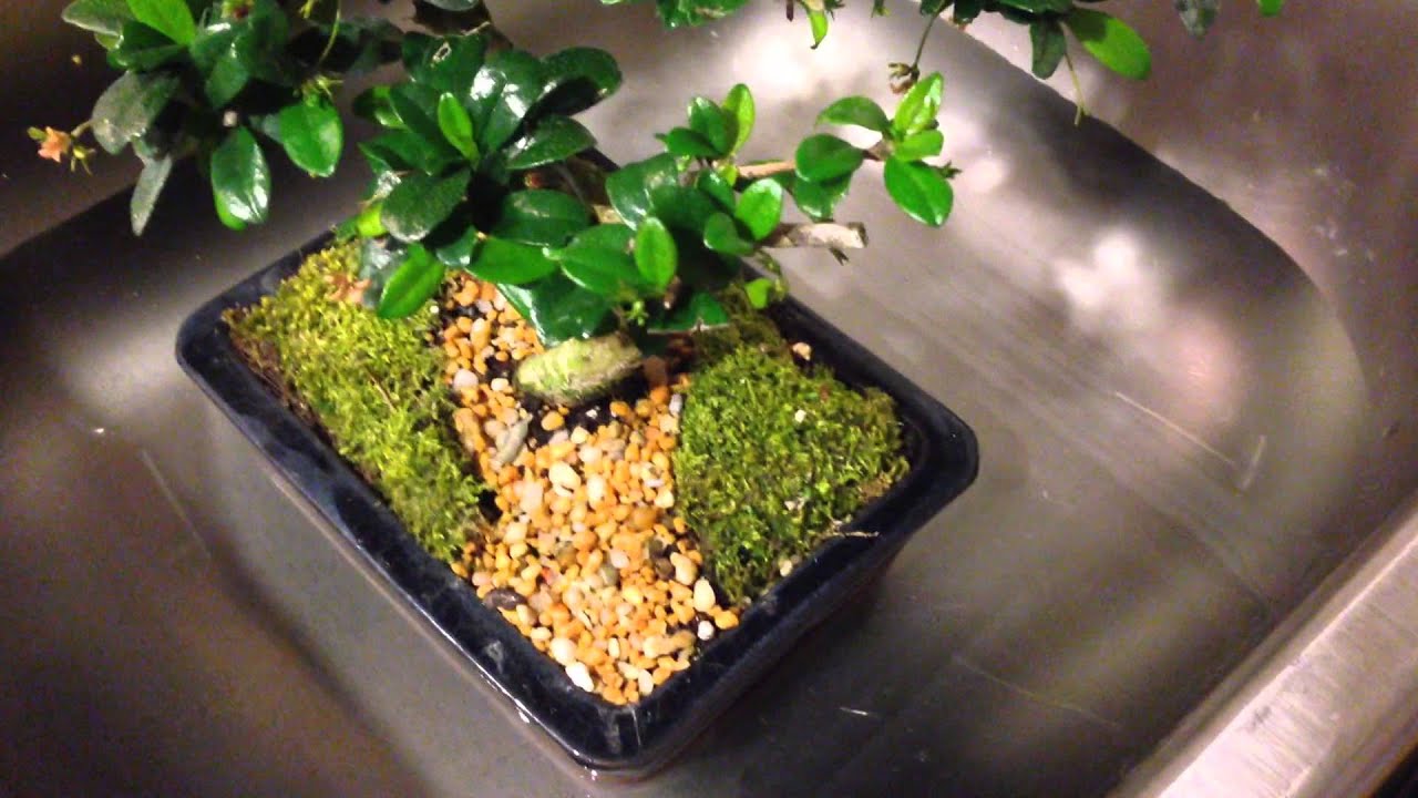 How to water your bonsai using a water bath - YouTube