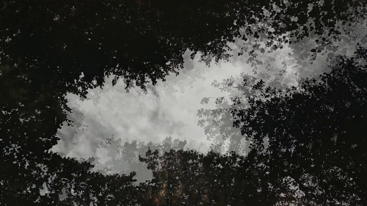 a building of rooks - YouTube