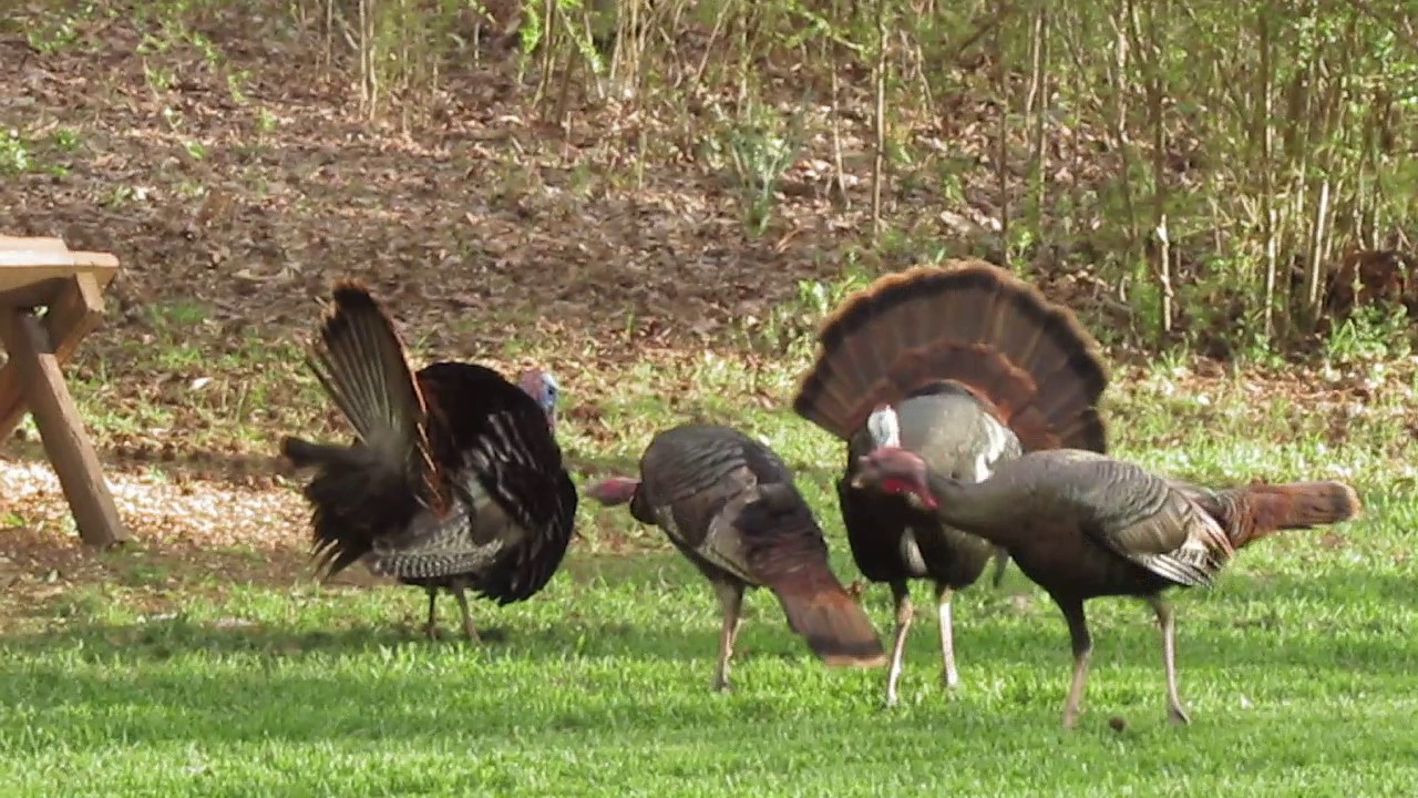 Wild Turkey Jakes Fighting Video #2 - YouTube