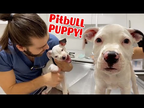 ÇILGIN YAVRU PITBULL! Yaramazlık Etmeden Duramadı! #TheVet