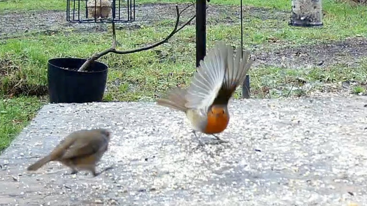 Robins In love 🥰 courtship display Fight or Mating Behaviour? - YouTube