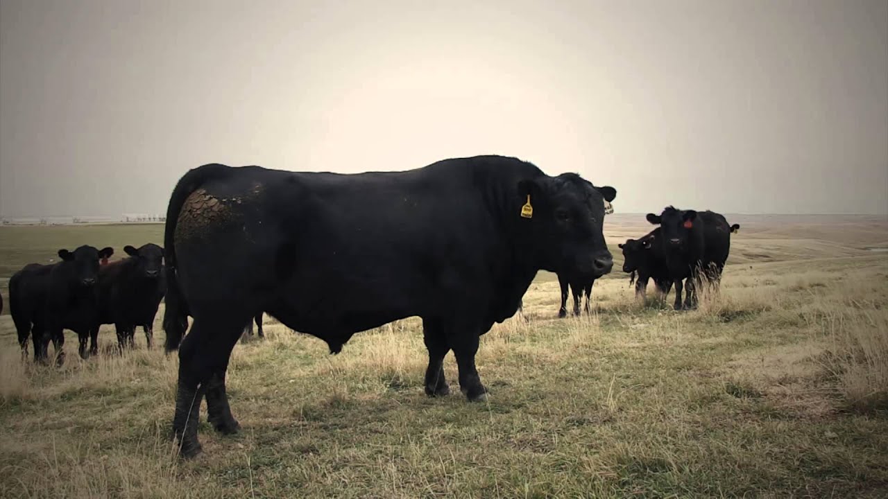 Jorgensen Land & Cattle: Winner, South Dakota, April 20th - YouTube