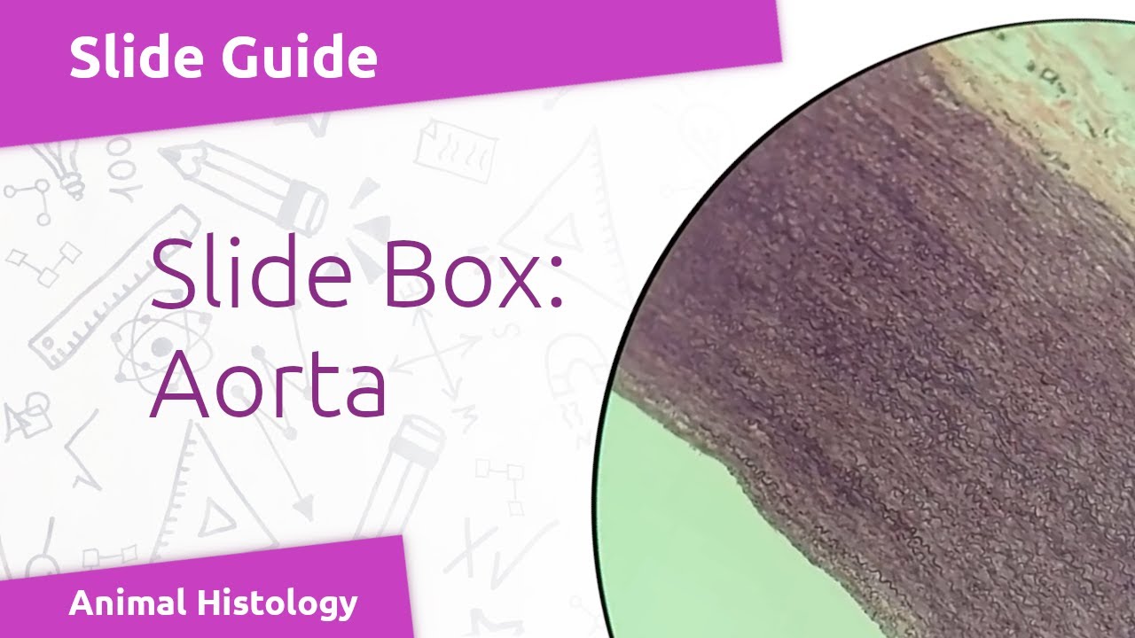 Virtual Slide: Blood Vessels - Human Aorta - YouTube