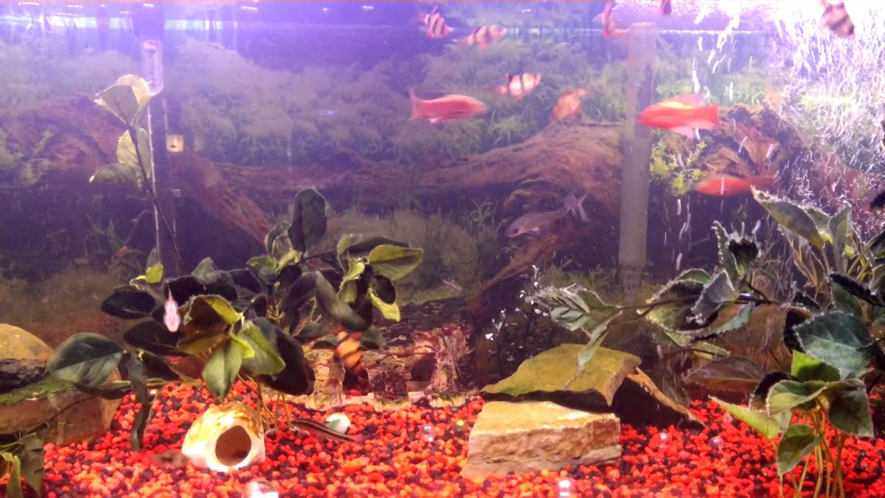 Semi aggressive fish tank - YouTube