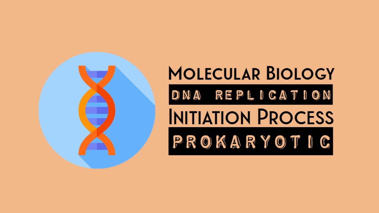DNA replication | Initiation process | Molecular Biology - YouTube