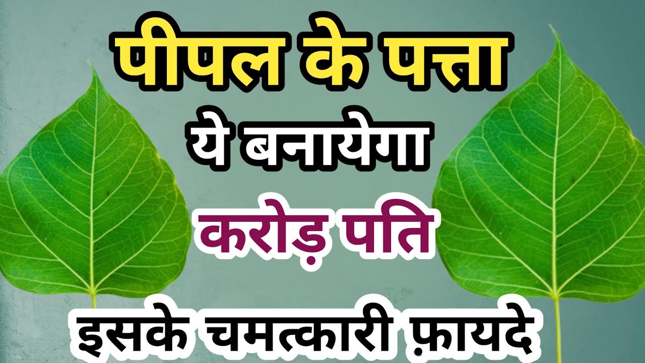 पीपल के पत्ते के फ़ायदे। पीपल से हार्ट अटैक जैसी बीमारी में भी राहत। # ...