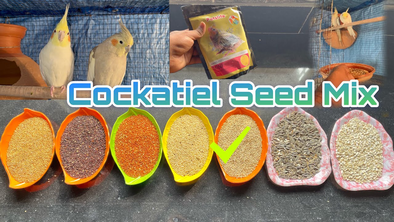 Best Seed Mix For Cockatiel Bird || Cockatiel Seed Mix breeding Time ...
