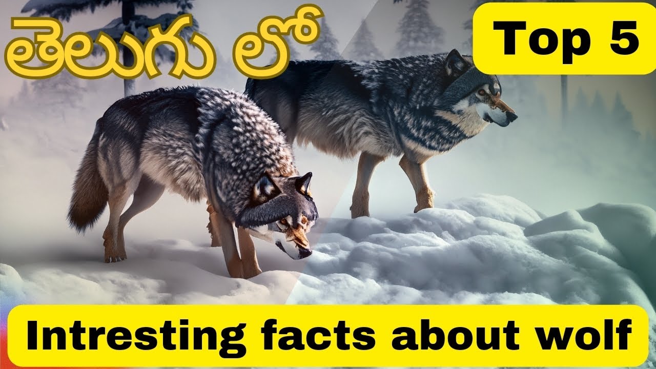 intresting facts about wolf in telugu | wolf facts in telugu | facts ...