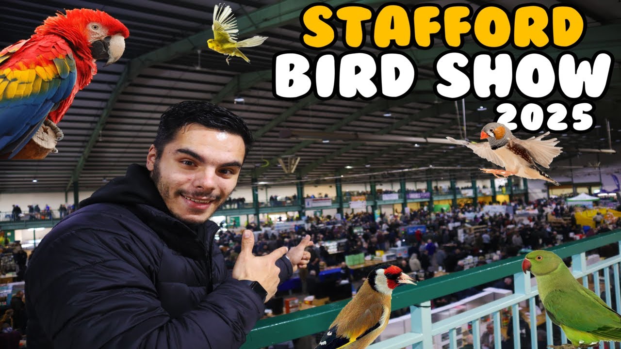 Stafford Spring Bird Show Experience MARCH 2025 | Lucas Ferraz # ...