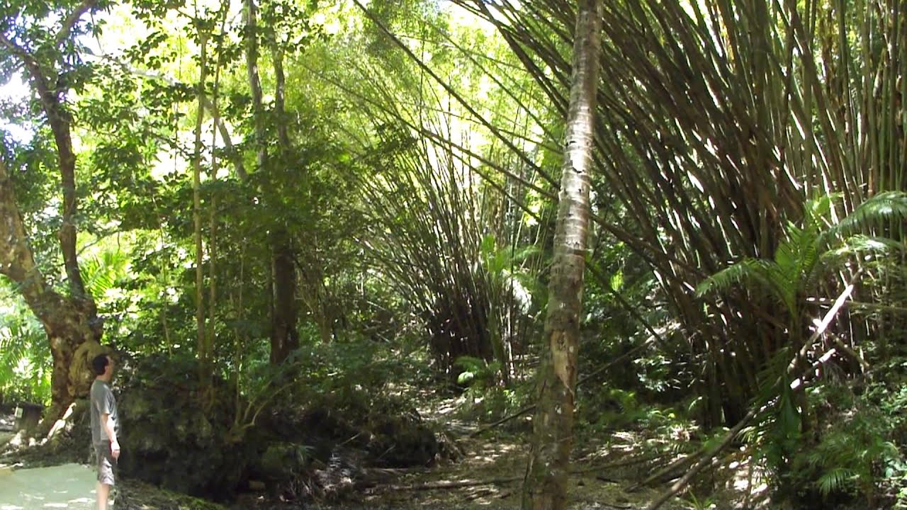 Barbados Forest - YouTube