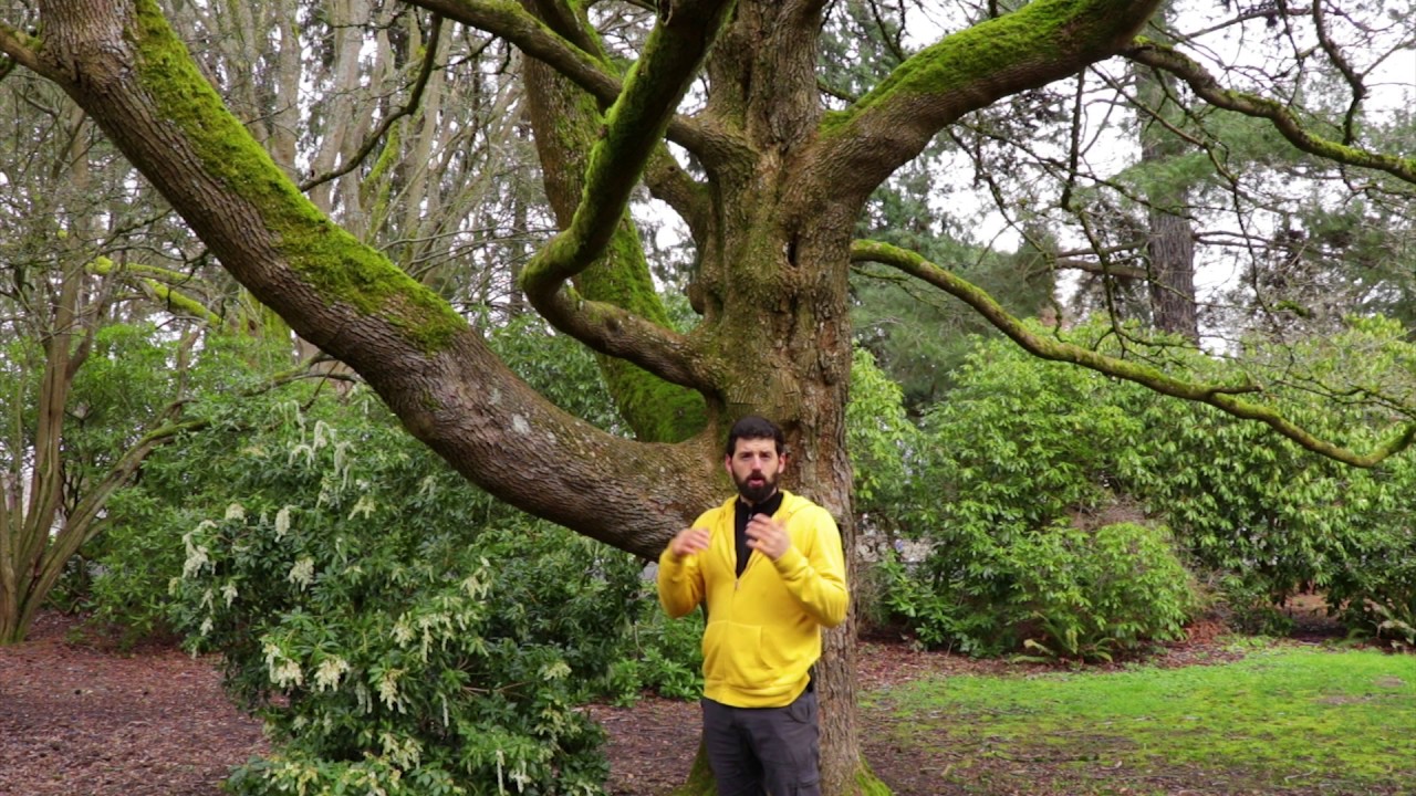 How to Natural Movement: Intro to Treeclimbing - YouTube