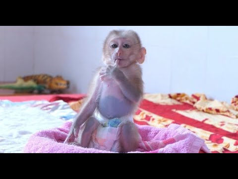 The most cutie baby monkey! Yen very soft playing alone with gentle act ...