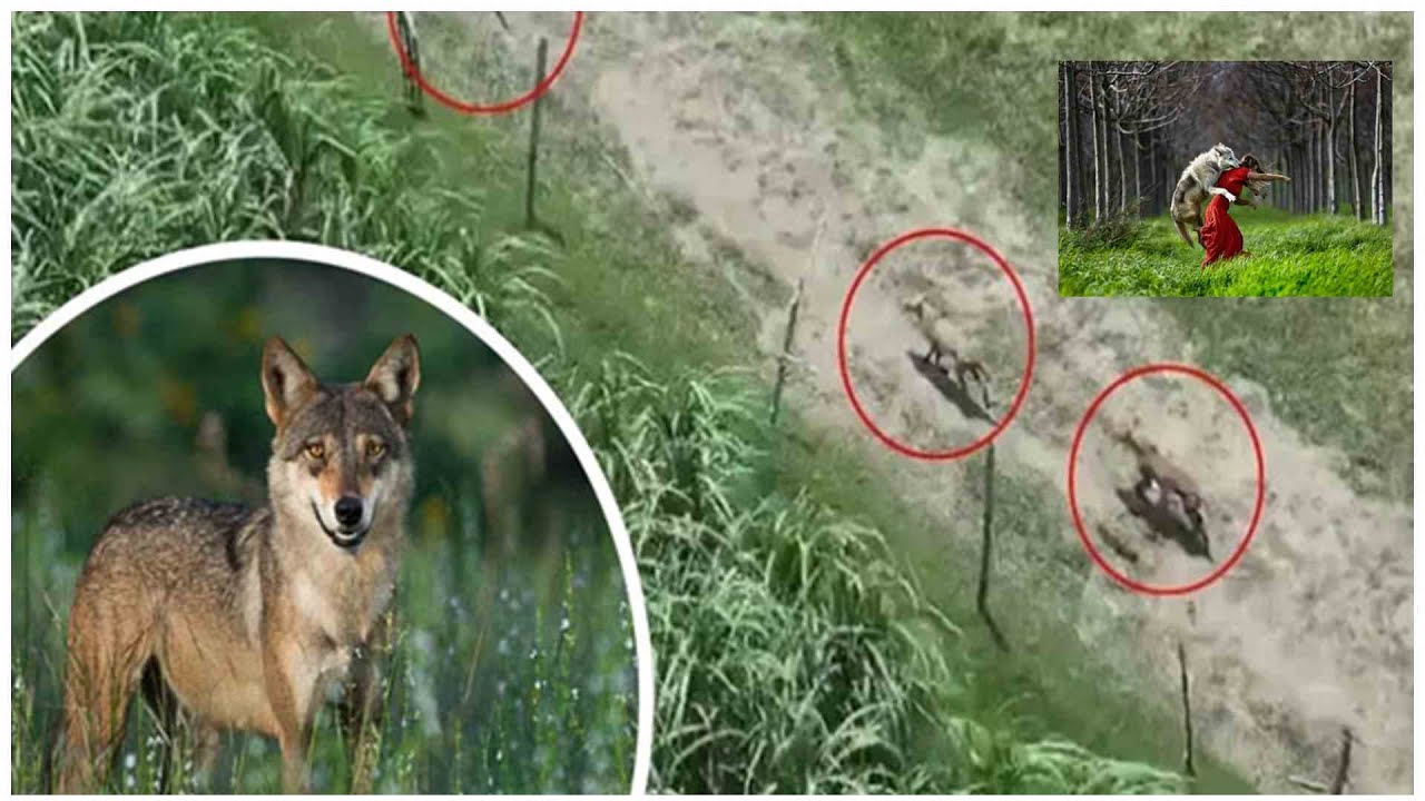 A man-eating wolf strikes again at night, preying on a 5-year-old girl ...