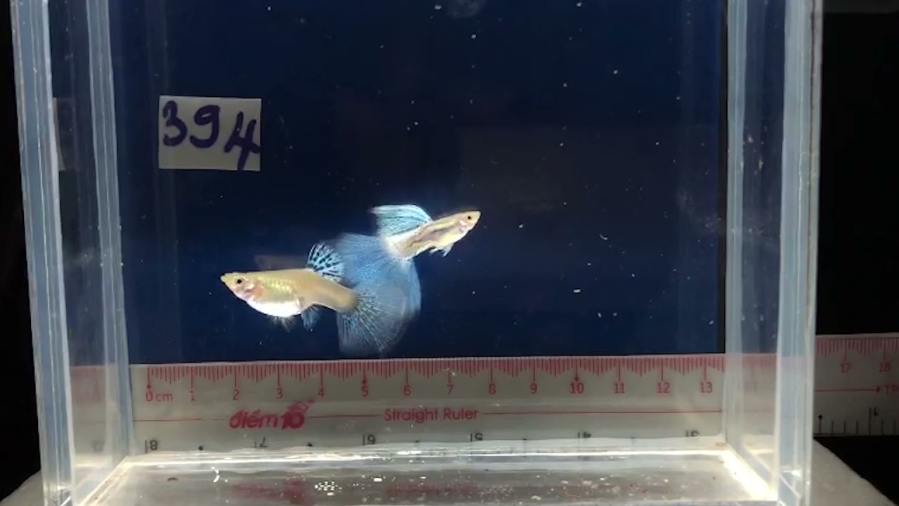 E Guppy Contest Vietnam 394 BDS - YouTube