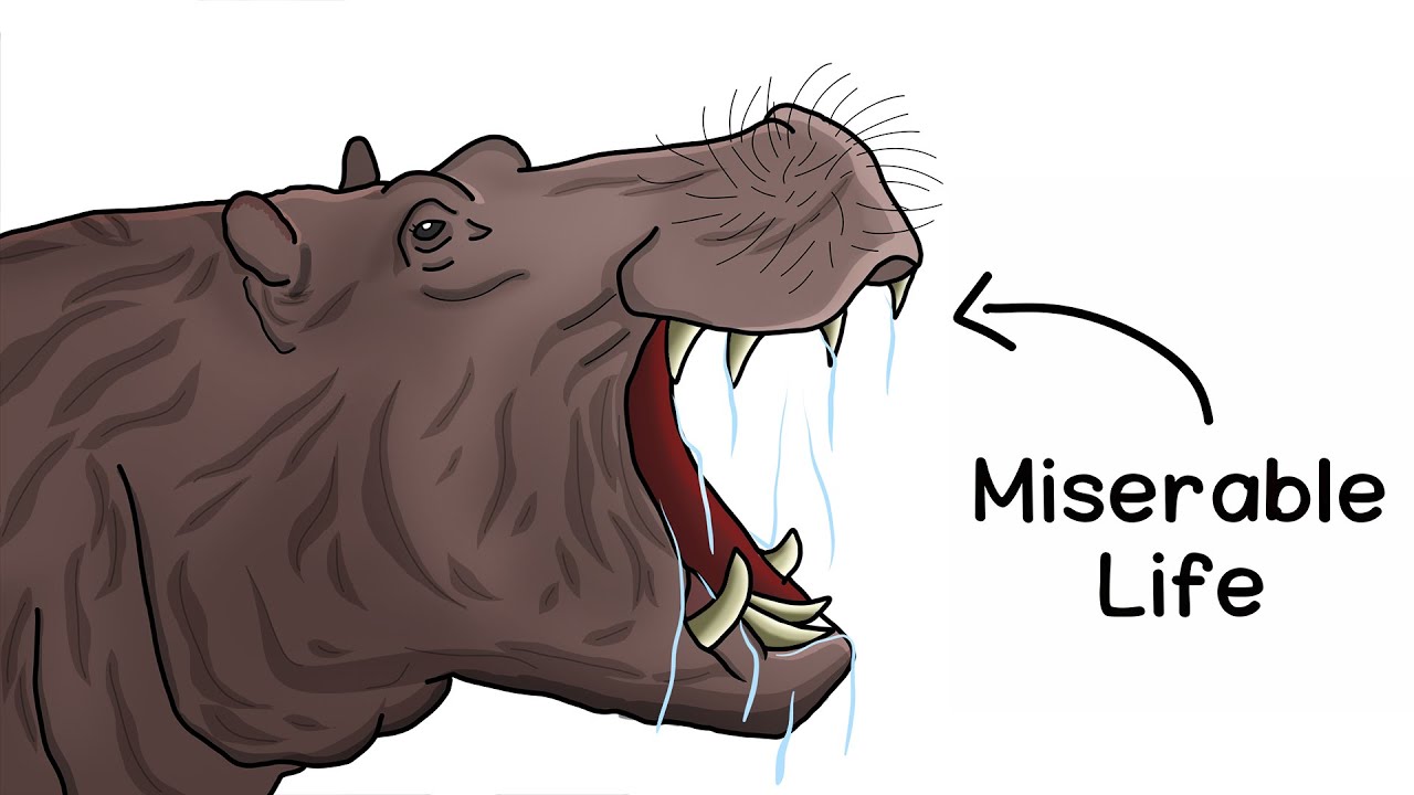 Why It Sucks to Be Born as a Hippo - YouTube
