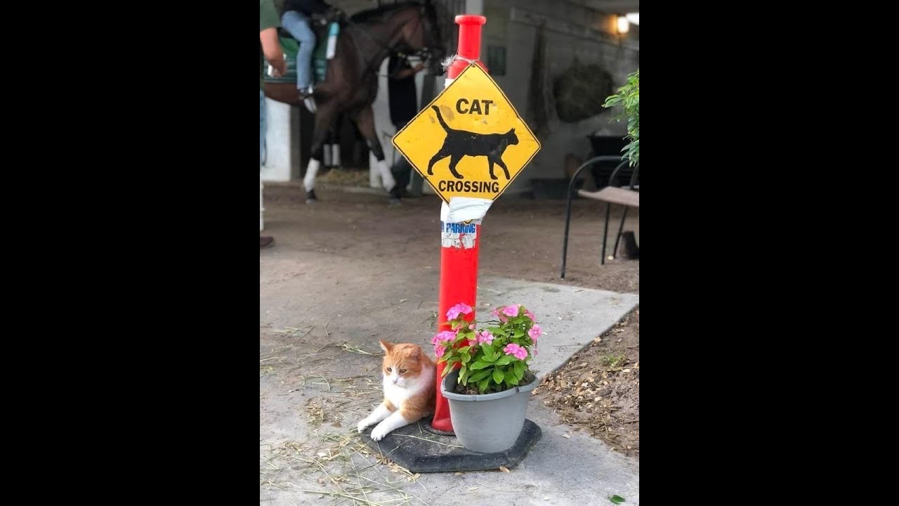 Kitty Cat Round Up at HOPE Spay Neuter Clinic - YouTube