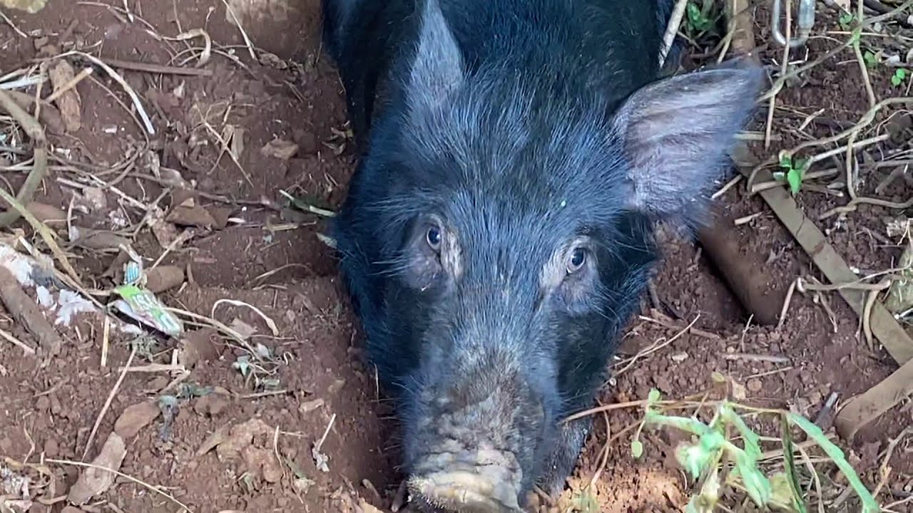 Caught 2 Guam wild pigs on my trap - YouTube