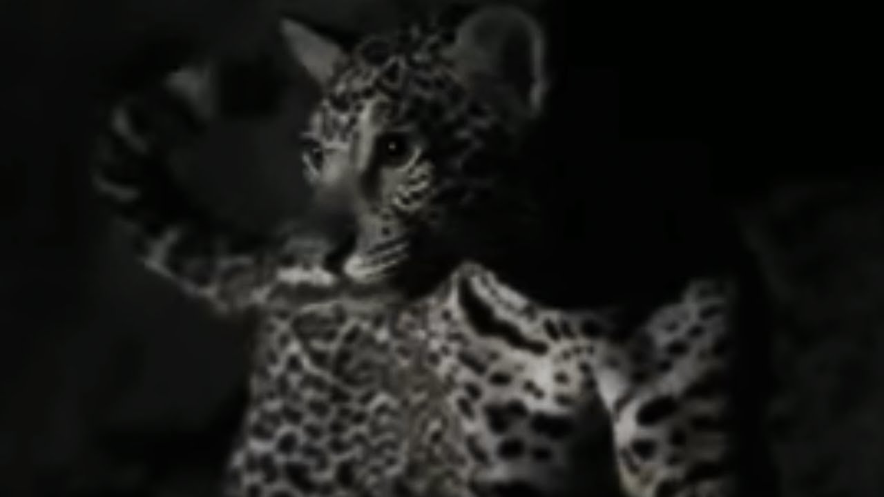 Cute Wild Cat Cubs Play at Night | Jaguar | BBC Studios - YouTube