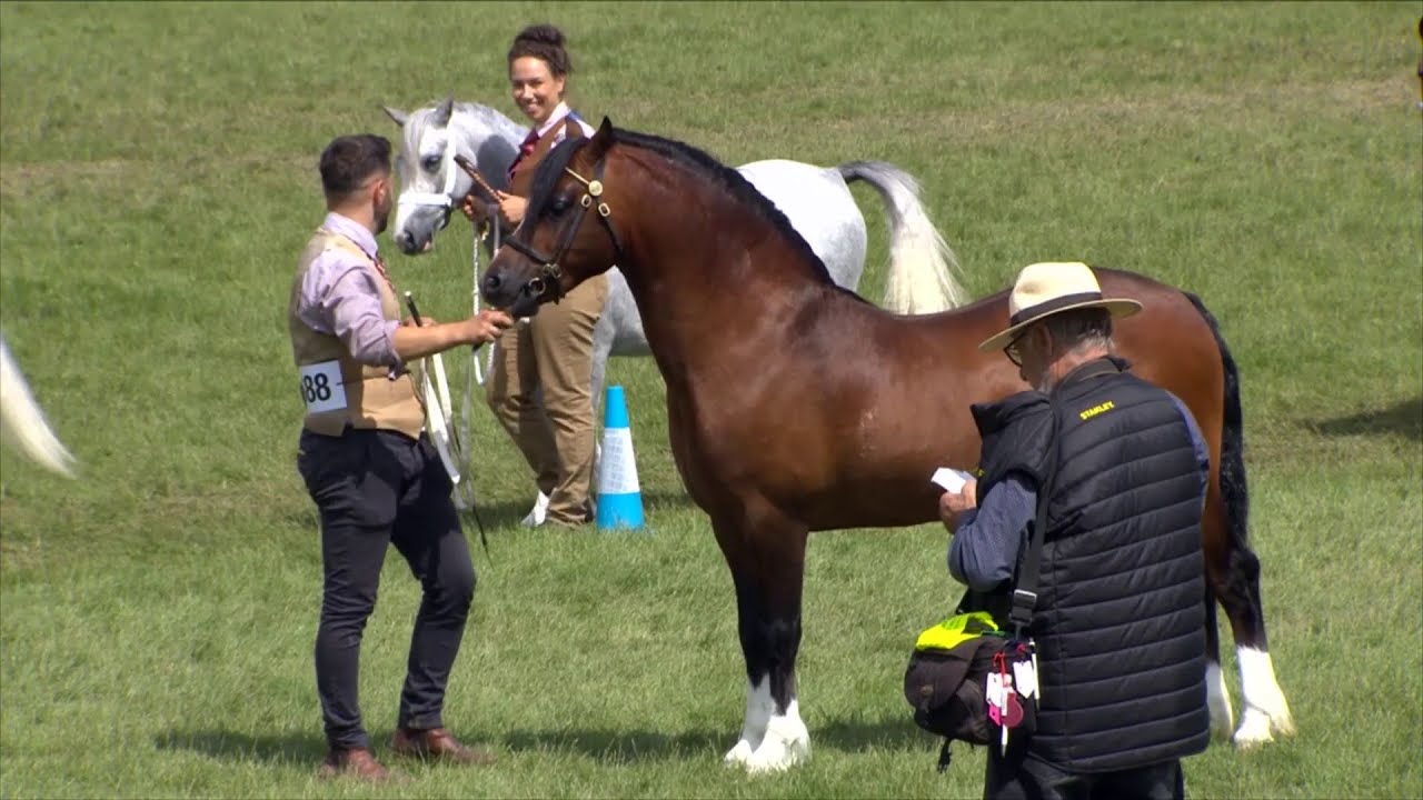 Merlod Cymreig Teip Cob - Ebol 3 | Welsh Ponies Cob Type - Colt 3 yr ...