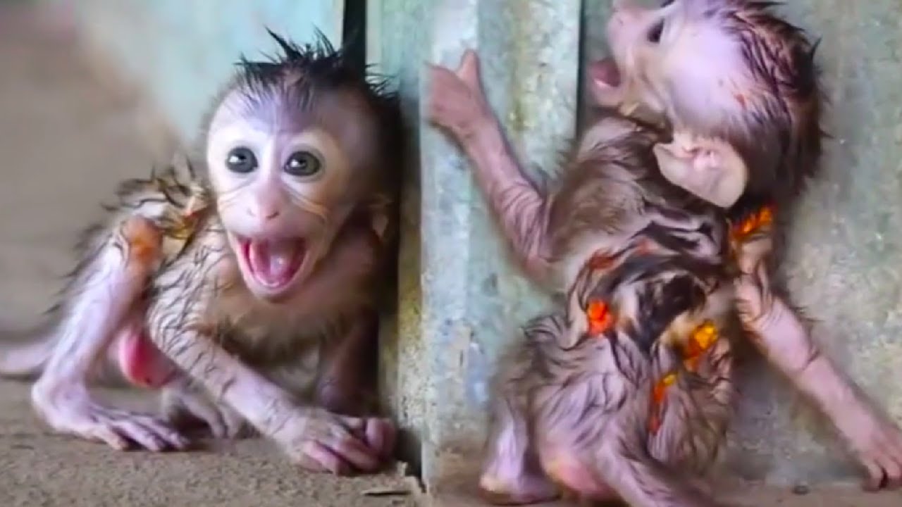 The little monkey is crying and throwing a tantrum. It wants milk ...