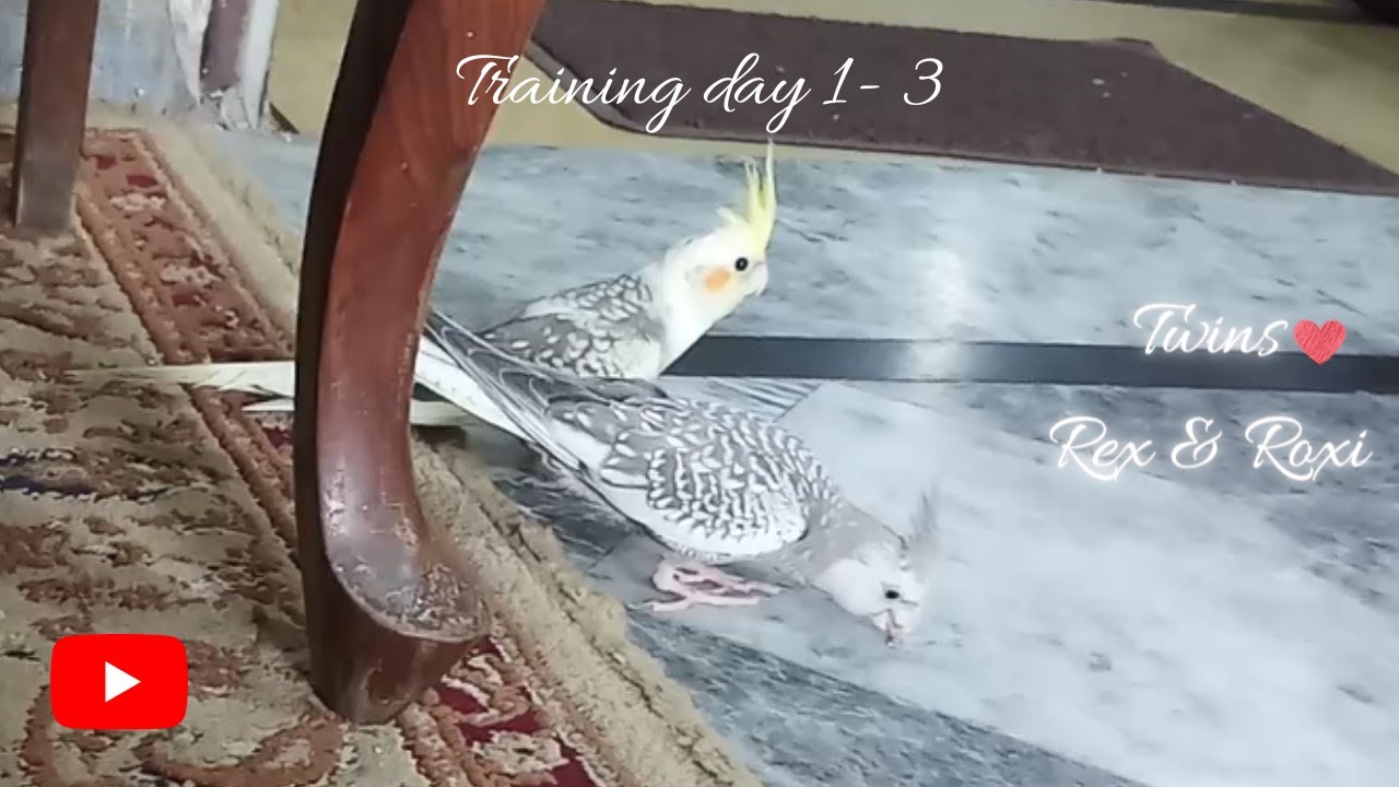 Baby Cockatiel Can Learn to Play on the Floor in Just a Few Days! - YouTube