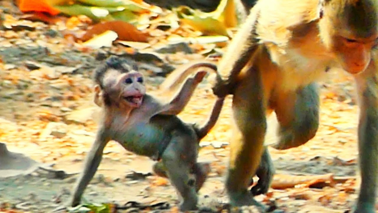 Female monkey snatches Jinx's baby,( Jester) - YouTube