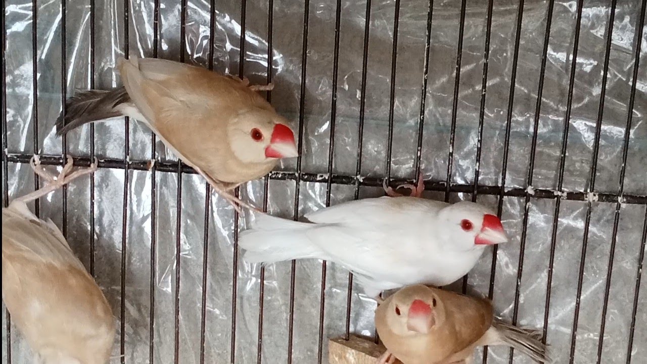 Java K New chicks bhair agay - YouTube